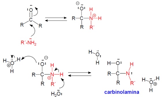 Seguidamente la carbinolamina es protonada por un ion hidronio, y ...