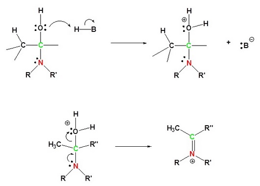 La carbinolamina protona su grupo hidroxilo y, seguidamente pierde una ...